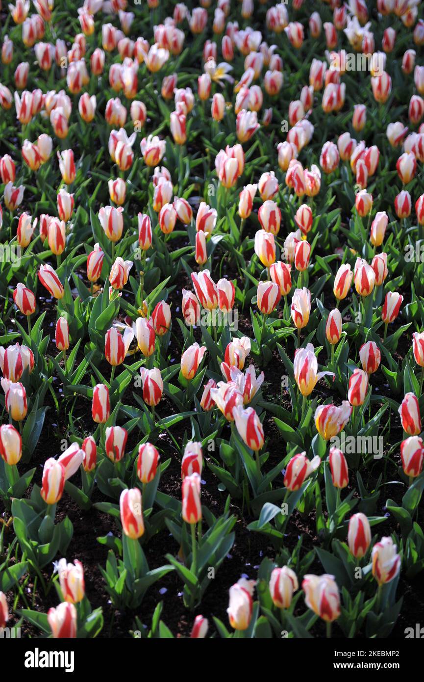 Red and white Kaufmanniana tulips (Tulipa) The First bloom in a garden ...