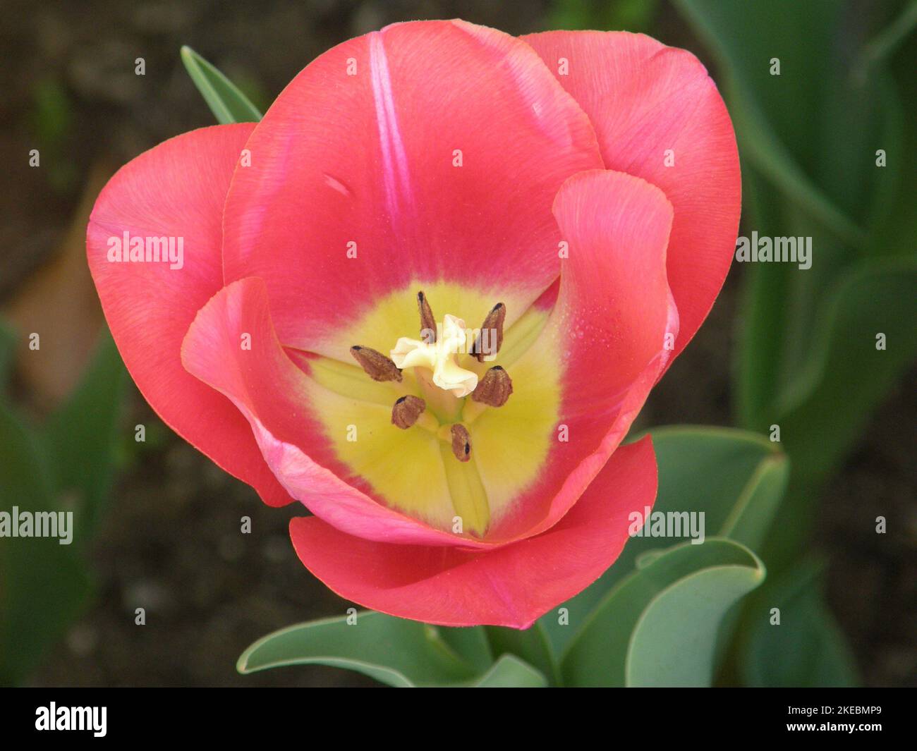 Red Triumph tulips (Tulipa) The Mounties bloom in a garden in April ...