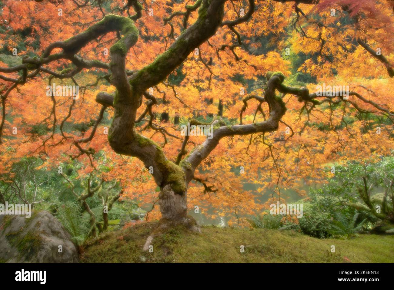 Acer palmatum orange dream autumn hi-res stock photography and images ...