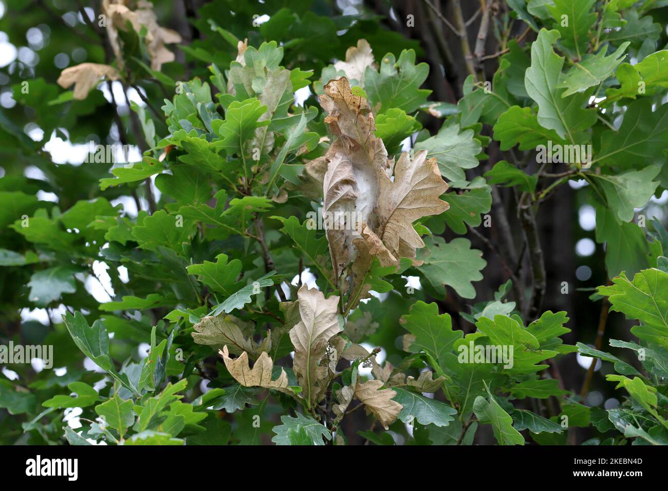 Winter moth caterpillar oak hi-res stock photography and images - Alamy