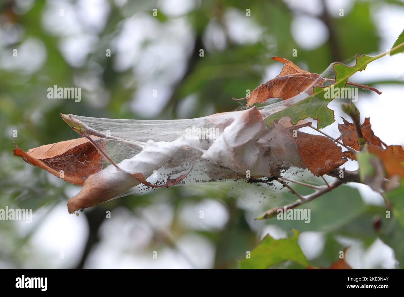 Shoots, leaves of Amelanchier, shadbush shrub damaged by young ...