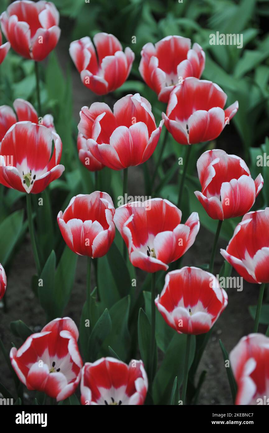 Red with white edges Triumph tulips (Tulipa) Timeless bloom in a garden ...
