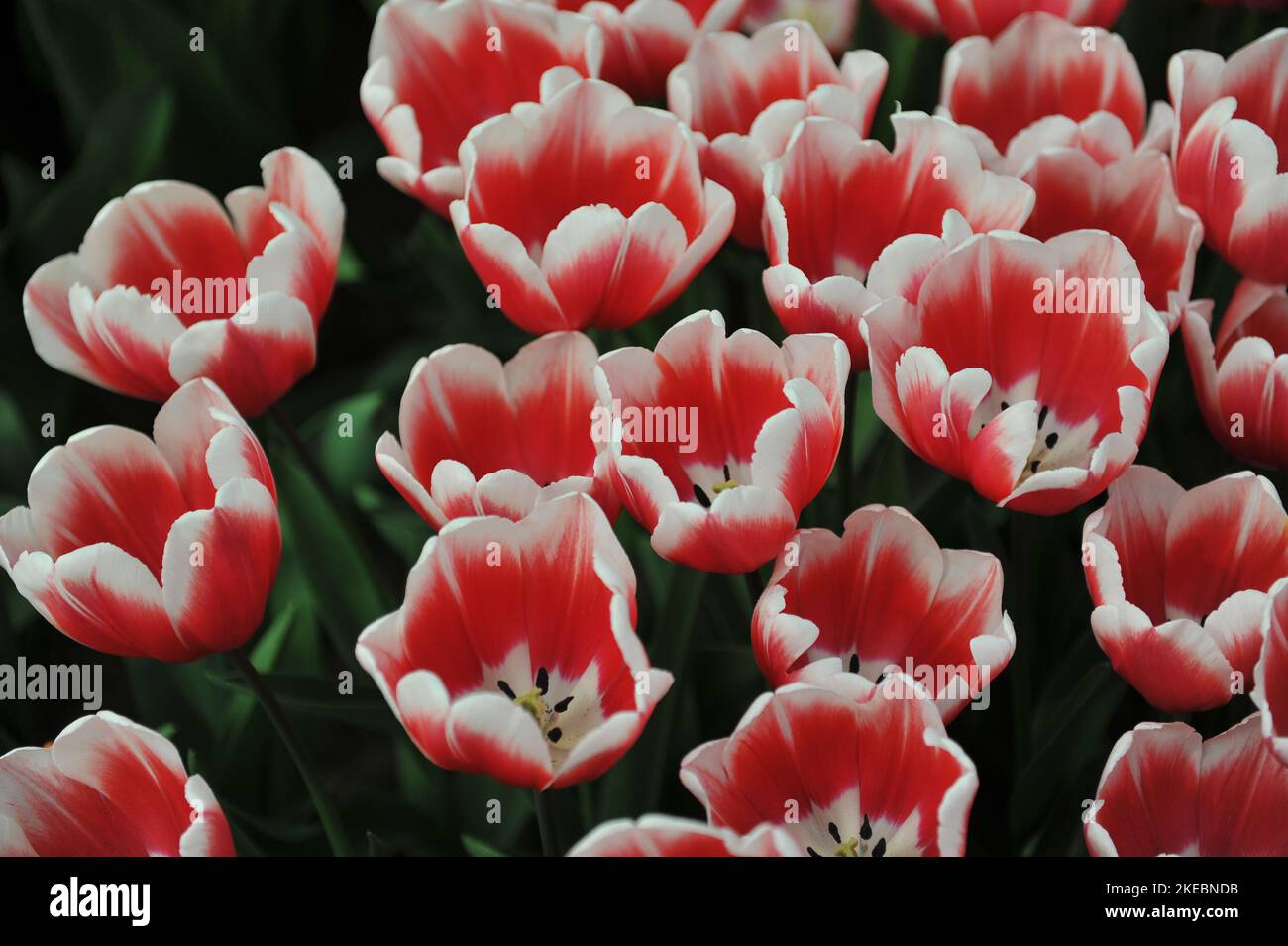 Red with white edges Triumph tulips (Tulipa) Timeless bloom in a garden ...