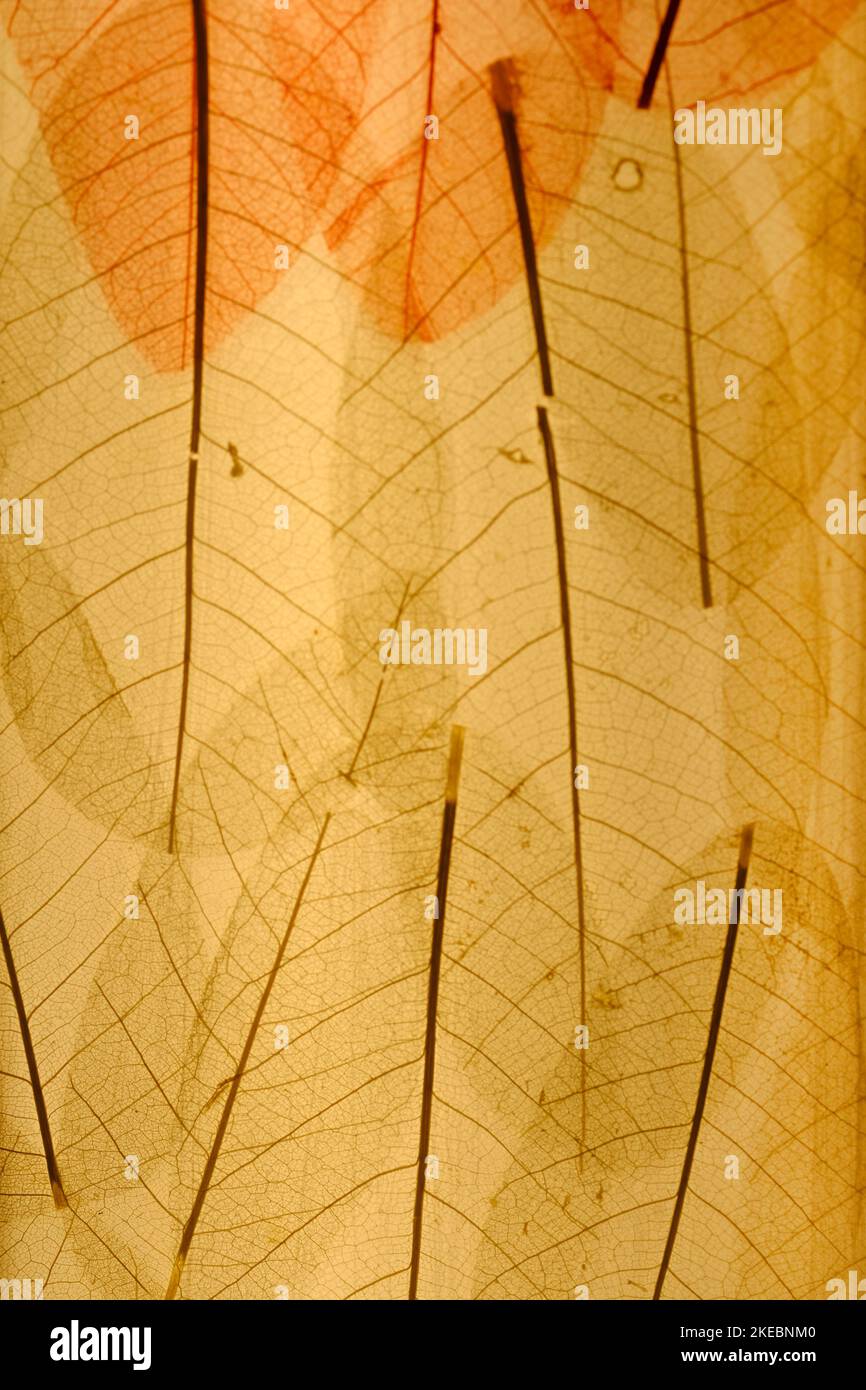 Leaf abstract background, Tropical leaves wall art design with space ...