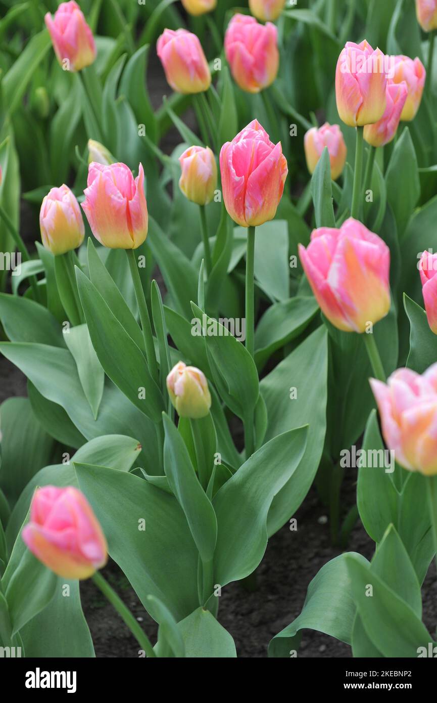 Pink and yellow Triumph tulips (Tulipa) Tom Pouce bloom in a garden in ...