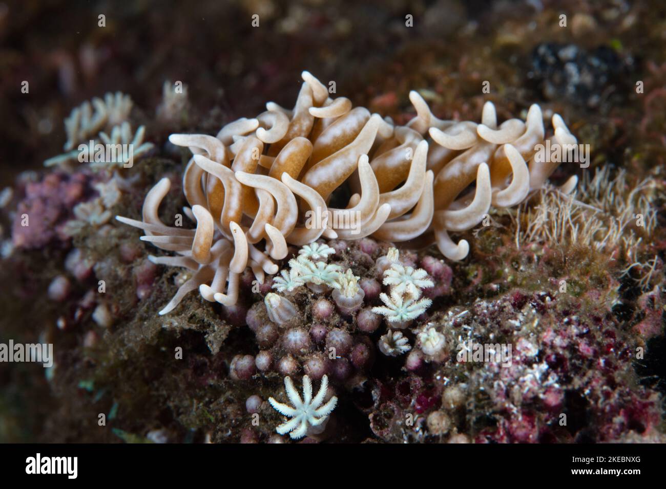 A Yellow-tipped phyllodesmium nudibranch, Phyllodesmium briareum ...