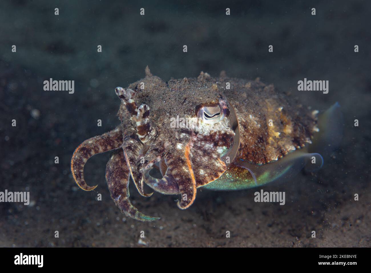 A rare and well-camouflaged Needle cuttlefish, Sepia aculeata, hovers ...