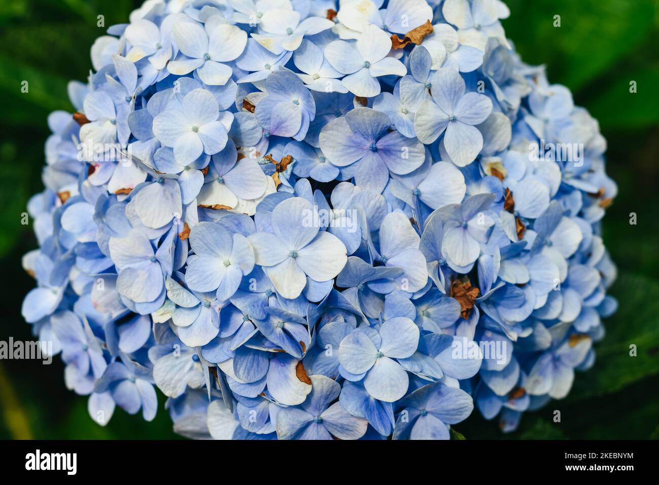 Hydrangea flowers in the city of Da Lat in Vietnam Stock Photo - Alamy