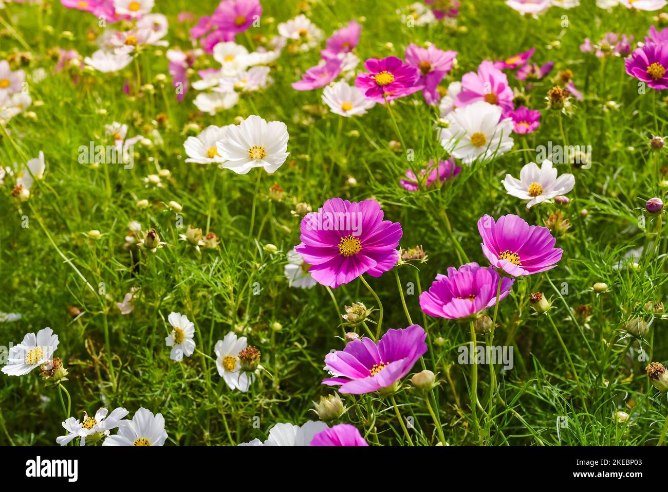 Cosmos flowers against fields in Da Lat with copy space as background ...