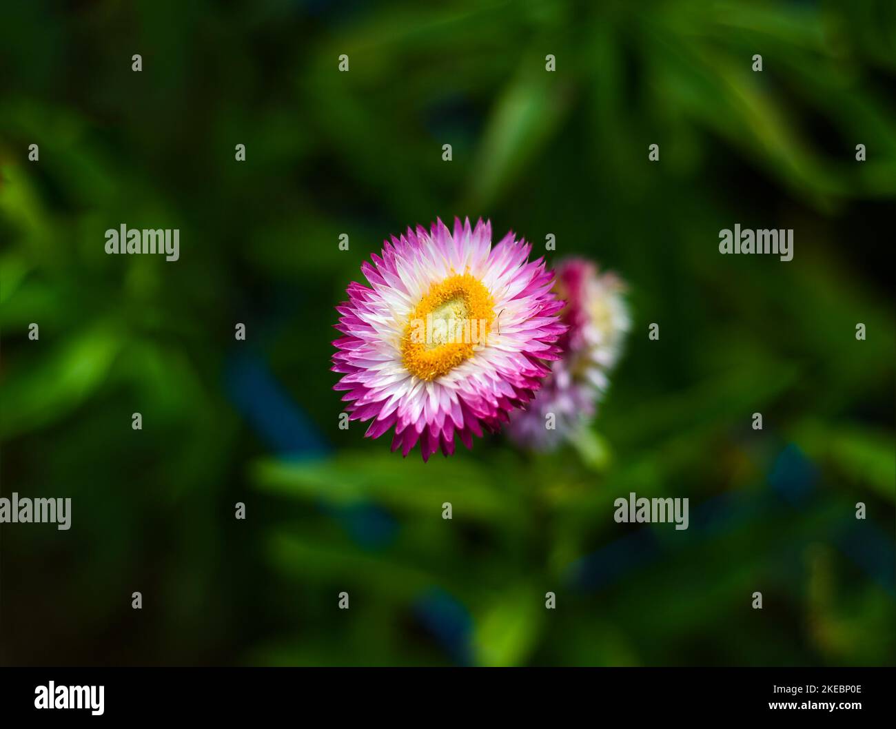 Pink flower of Xerochrysum bracteatum, commonly known as the golden ...