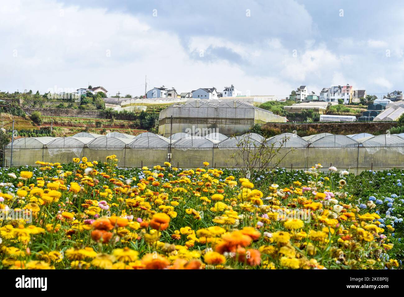 Plantation of Xerochrysum bracteatum, commonly known as the golden ...