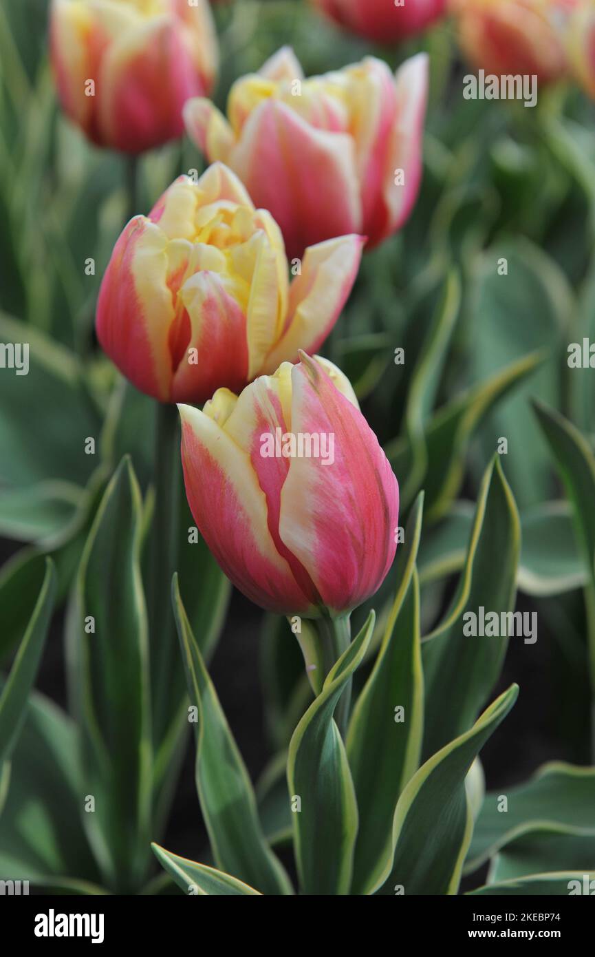 Red, yellow and white peony-flowered Double Late tulips (Tulipa ...