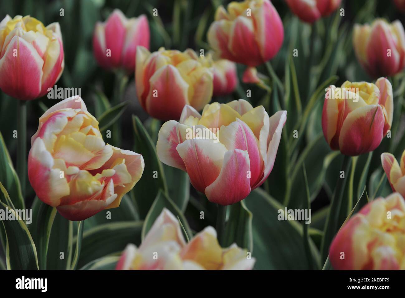 Red, yellow and white peony-flowered Double Late tulips (Tulipa ...