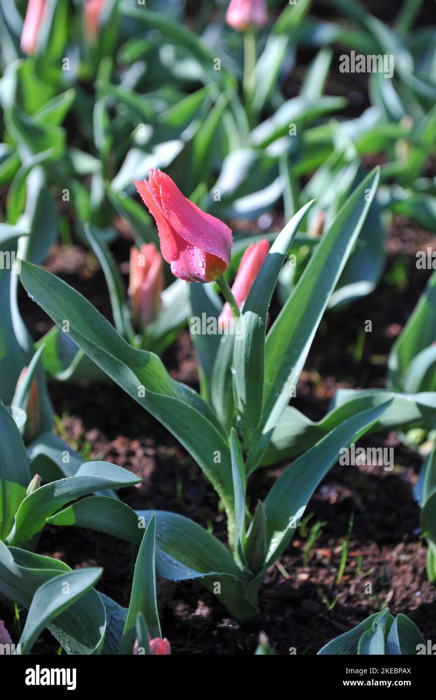 Pink Greigii tulips (Tulipa) Toronto bloom in a garden in April Stock ...