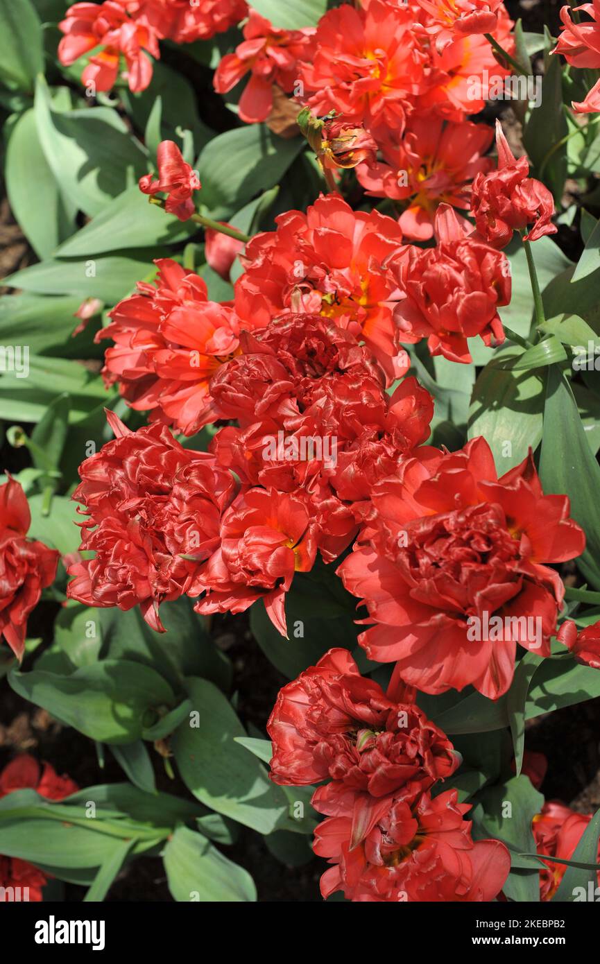 Red peony-flowered Double Early tulips (Tulipa) Toronto Double bloom in ...