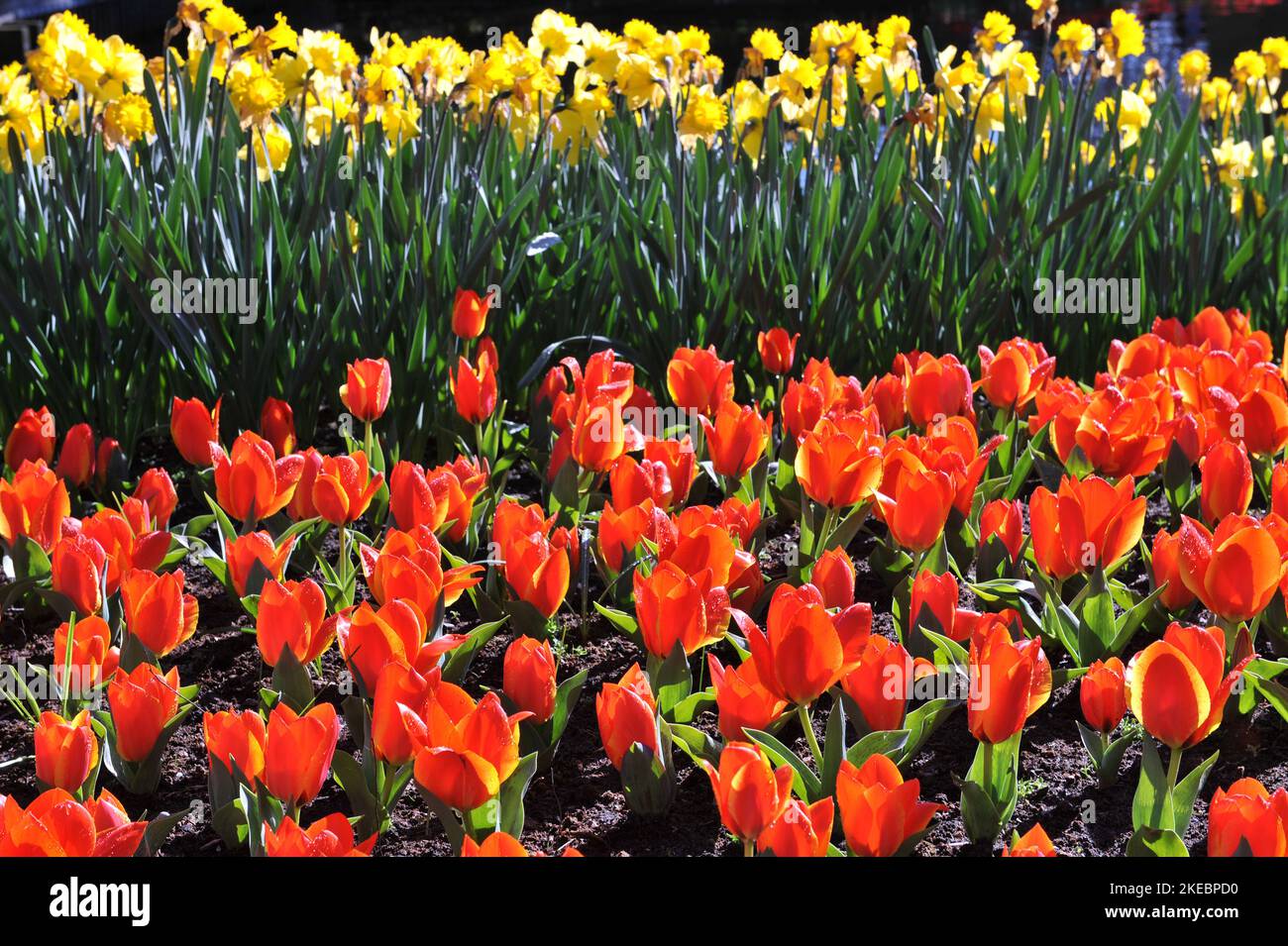 Orange-red Greigii tulips (Tulipa) Treasure bloom in a garden in April ...