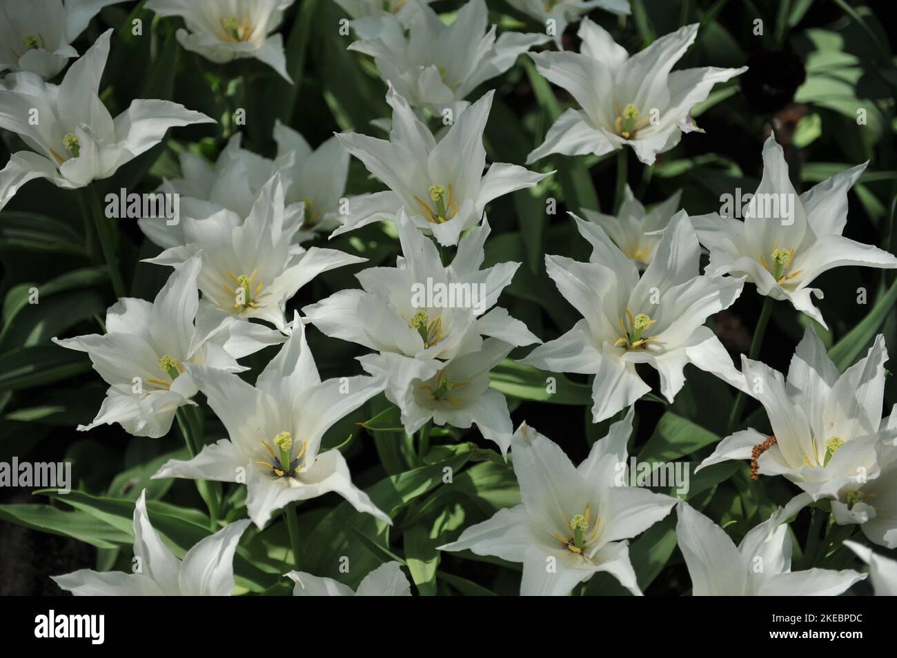White lily-flowered tulips (Tulipa) Tres Chic bloom in a garden in ...