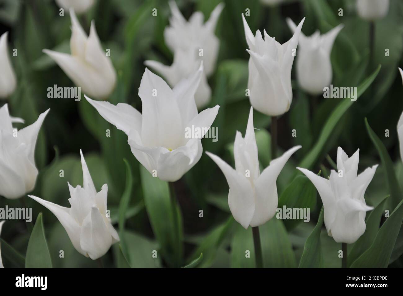 White lily-flowered tulips (Tulipa) Tres Chic bloom in a garden in ...