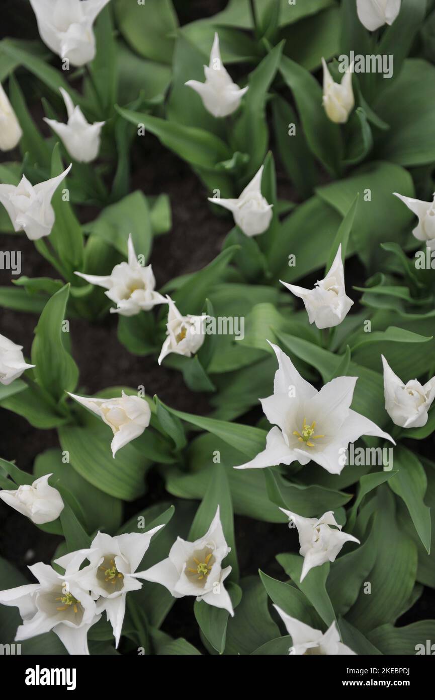 White lily-flowered tulips (Tulipa) Tres Chic bloom in a garden in ...