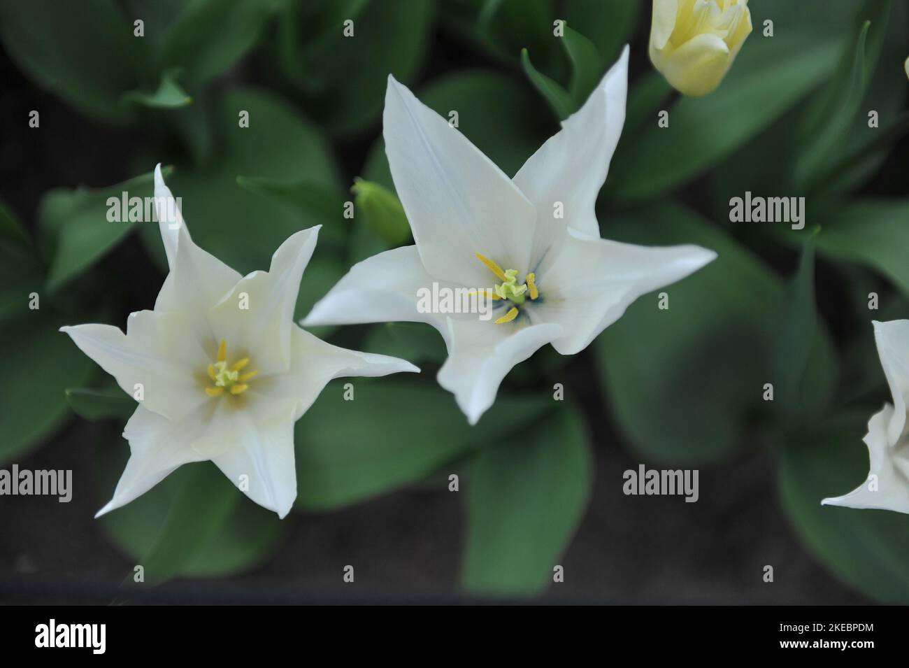 White lily-flowered tulips (Tulipa) Tres Chic bloom in a garden in ...