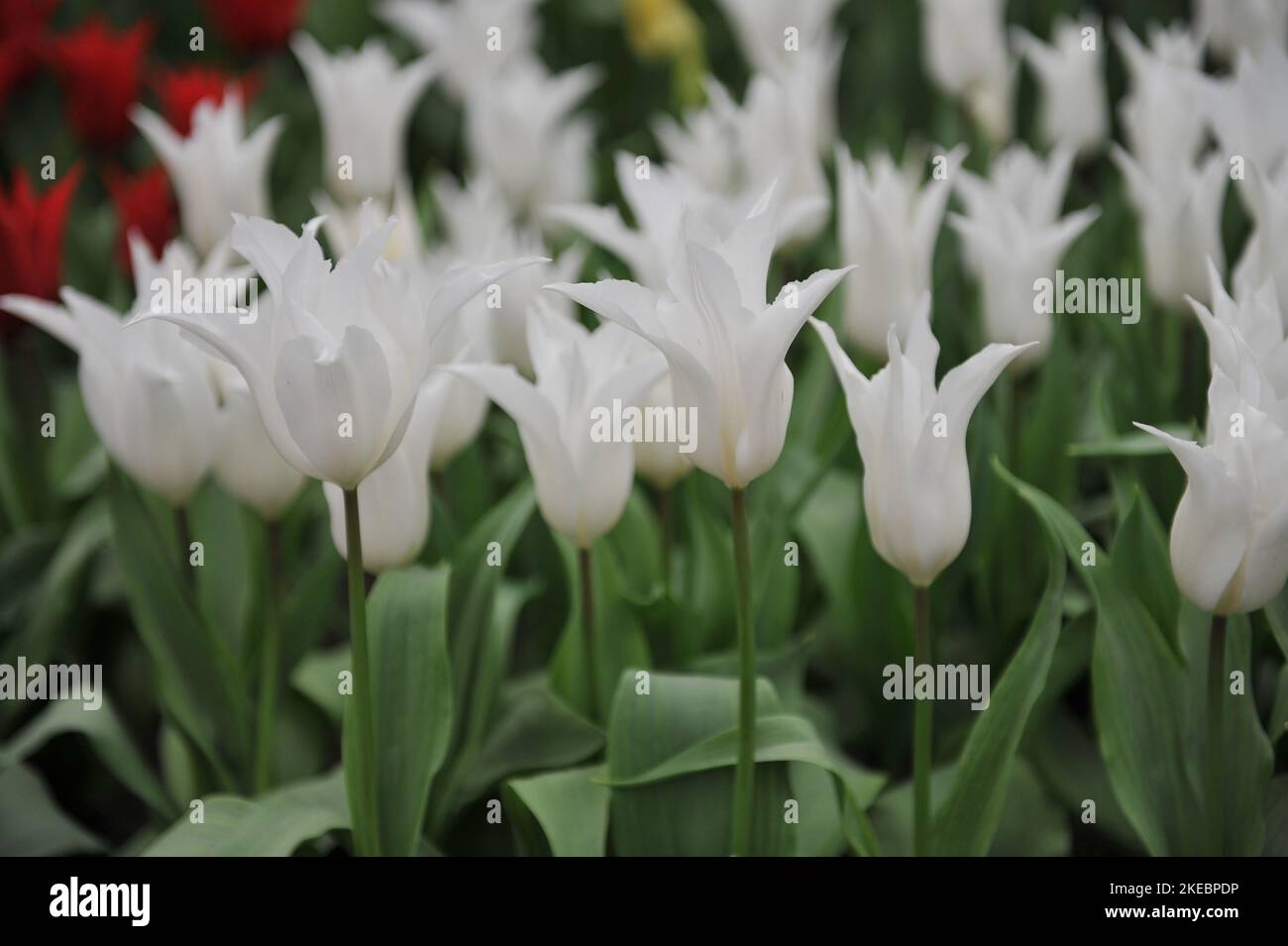 White lily-flowered tulips (Tulipa) Tres Chic bloom in a garden in ...