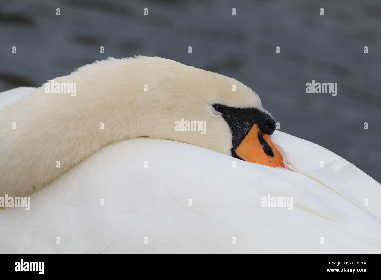 A portrait of a beautiful and elegant mute swan near the edge of a lake ...
