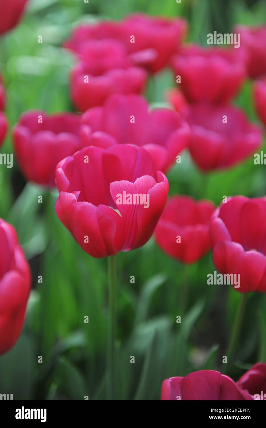 Pink Triumph tulips (Tulipa) Trijntje Oosterhuis bloom in a garden in ...