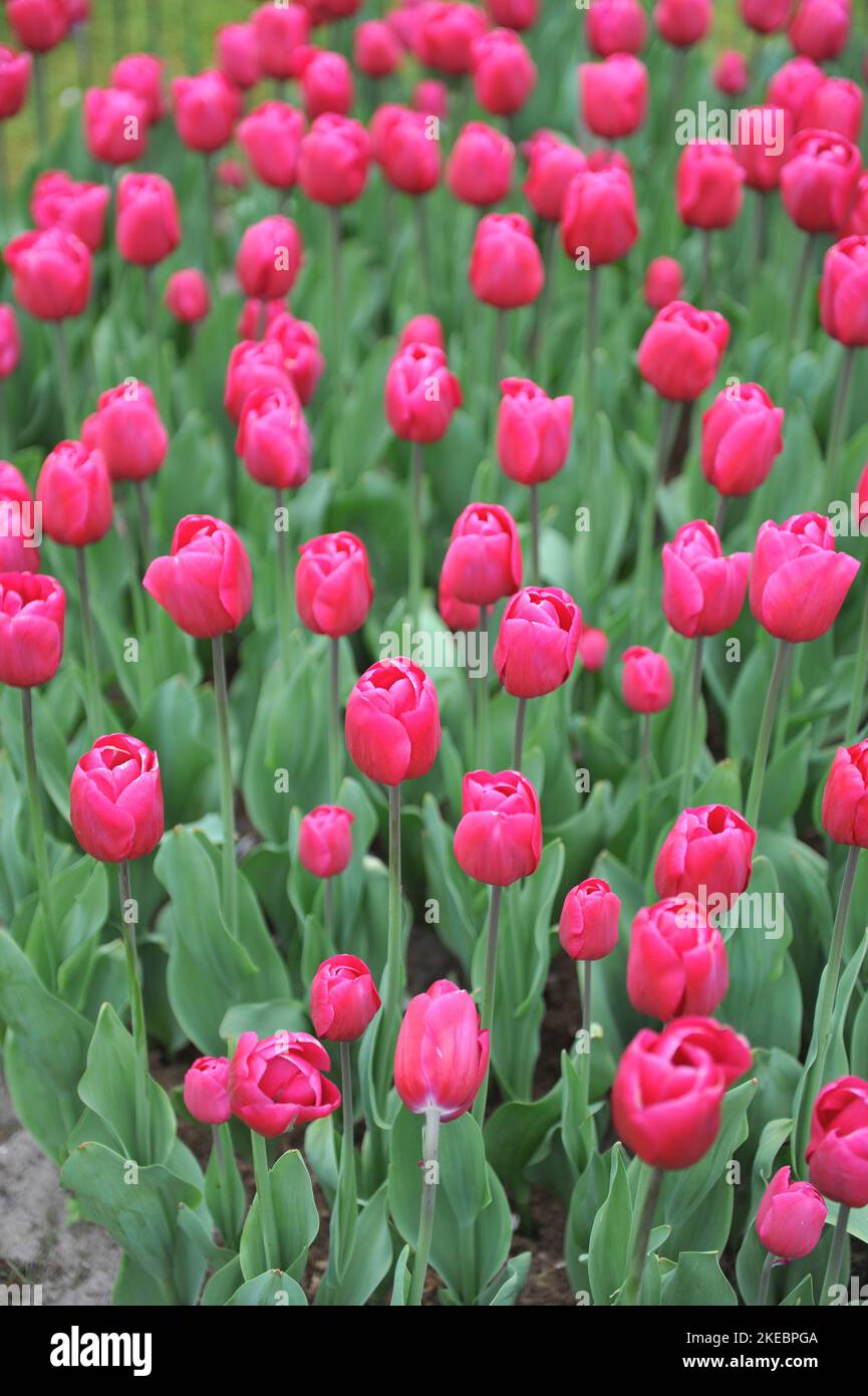 Pink Triumph tulips (Tulipa) Trijntje Oosterhuis bloom in a garden in ...