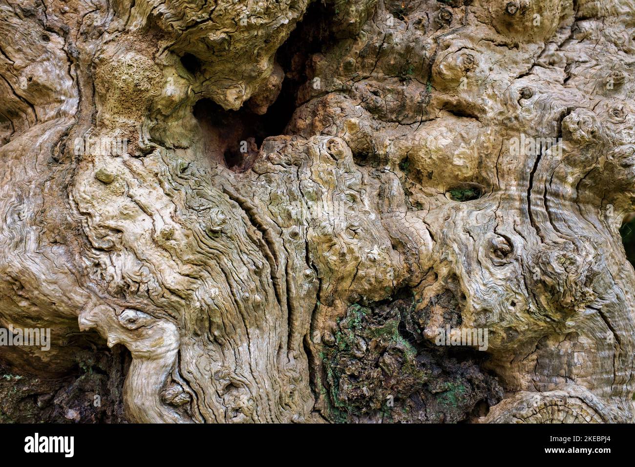 Knobby tree hi-res stock photography and images - Alamy