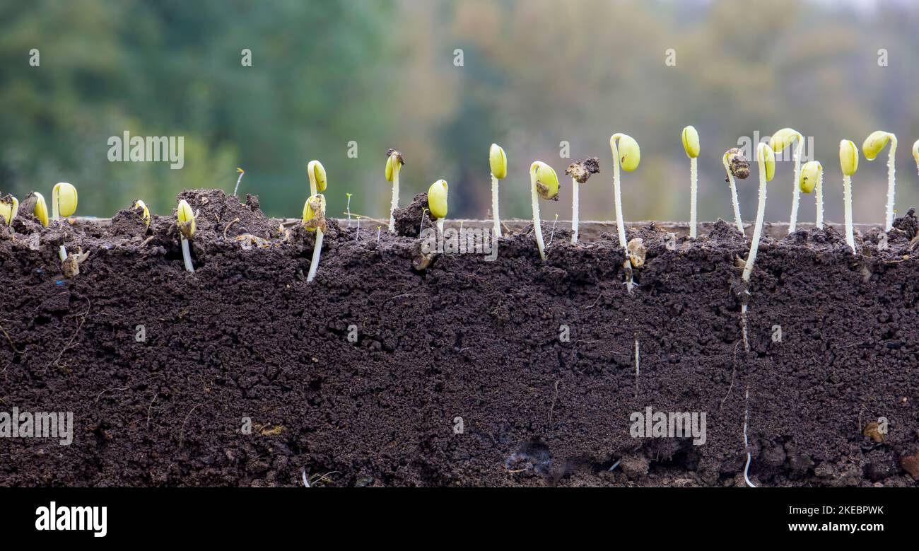 Soya seed roots hi-res stock photography and images - Alamy