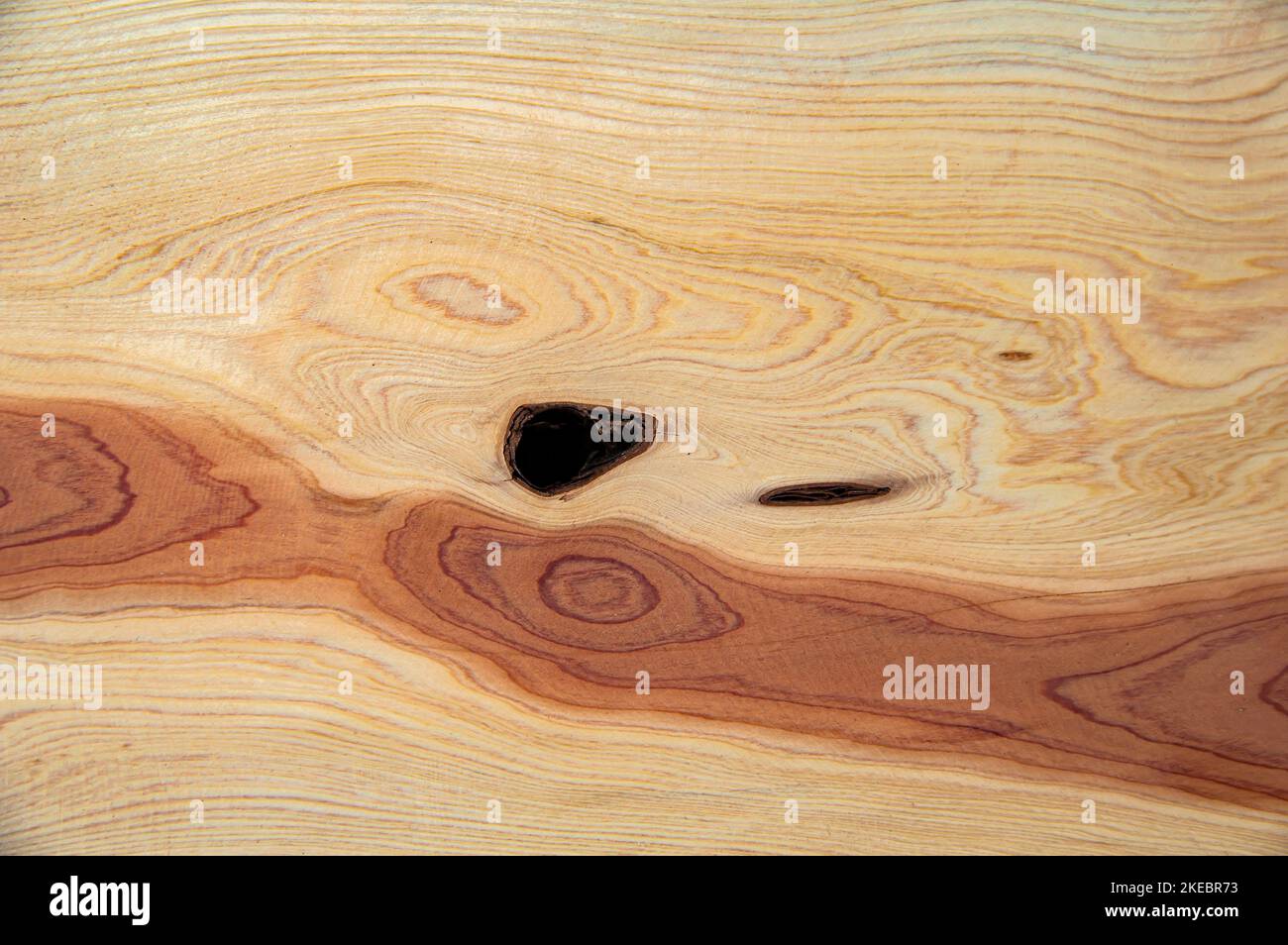 Texture of a longitudinal section of a tree trunk. Bough in the tree ...