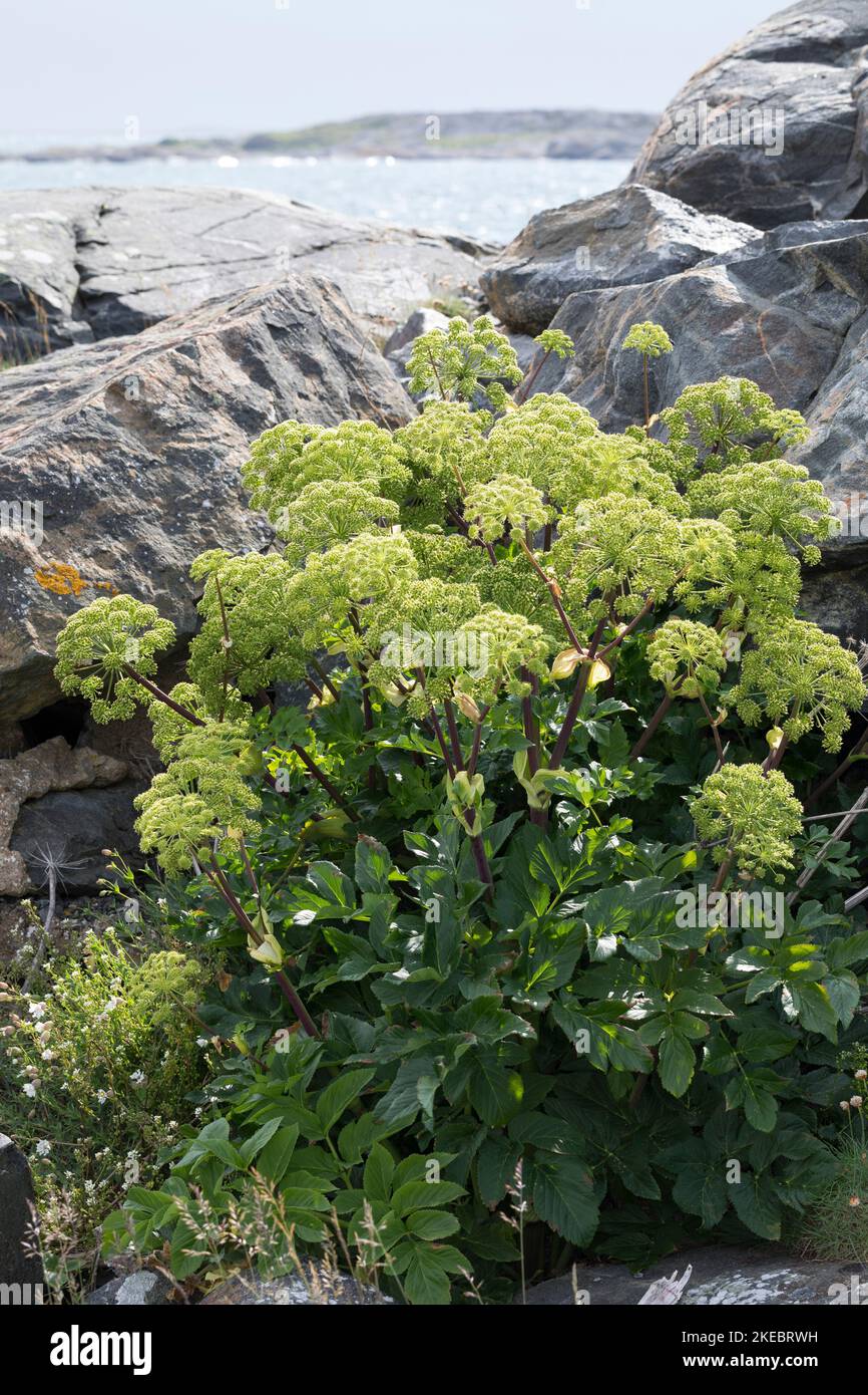 Arznei-Engelwurz, Echte Engelwurz, Engelwurz, Angelica archangelica ...