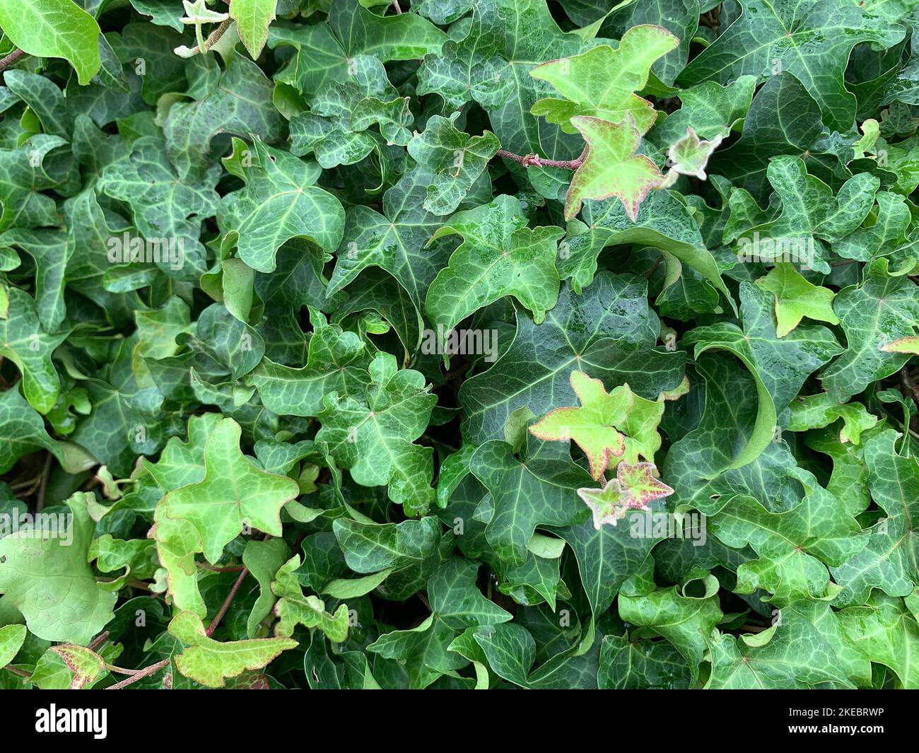 Close up of the curly shaped evergreen leaves of the perennial garden ...