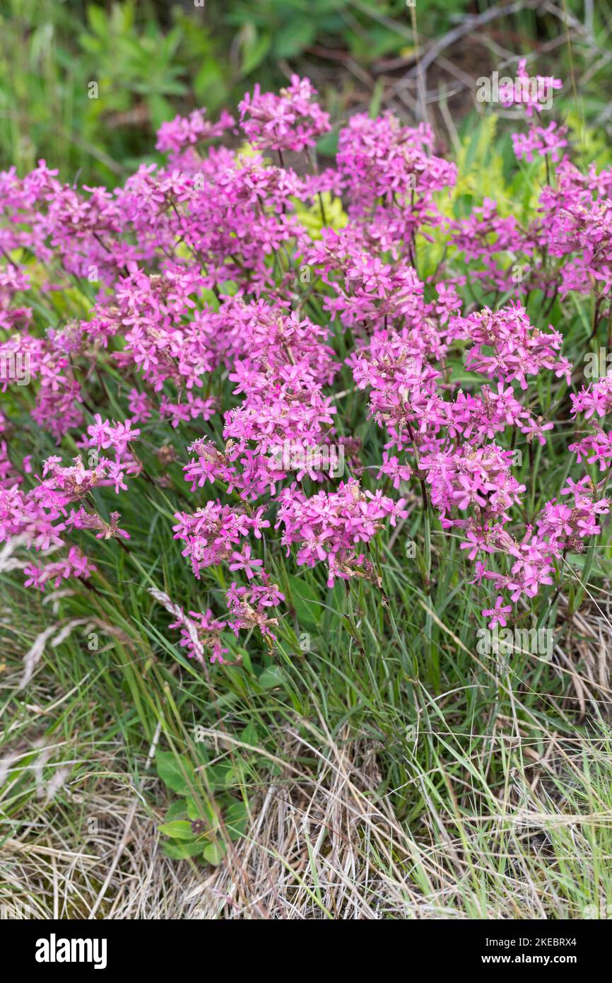 Le silene hi-res stock photography and images - Alamy