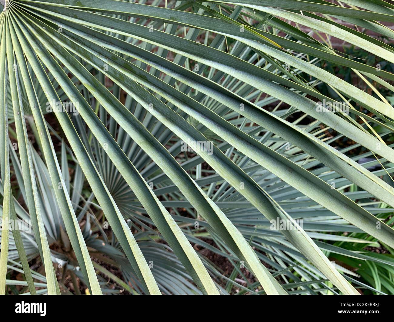 Chamaerops humilis var argentea blue hi-res stock photography and images - Alamy