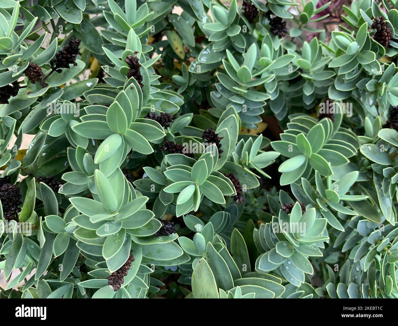 Close up of the small green leaves of the evergreen hardy garden plant ...
