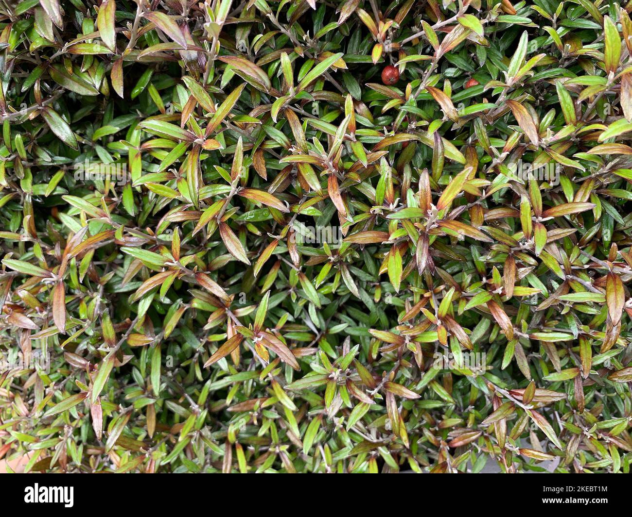 Close up of the variegated leaves of the perennial evergreen garden ...