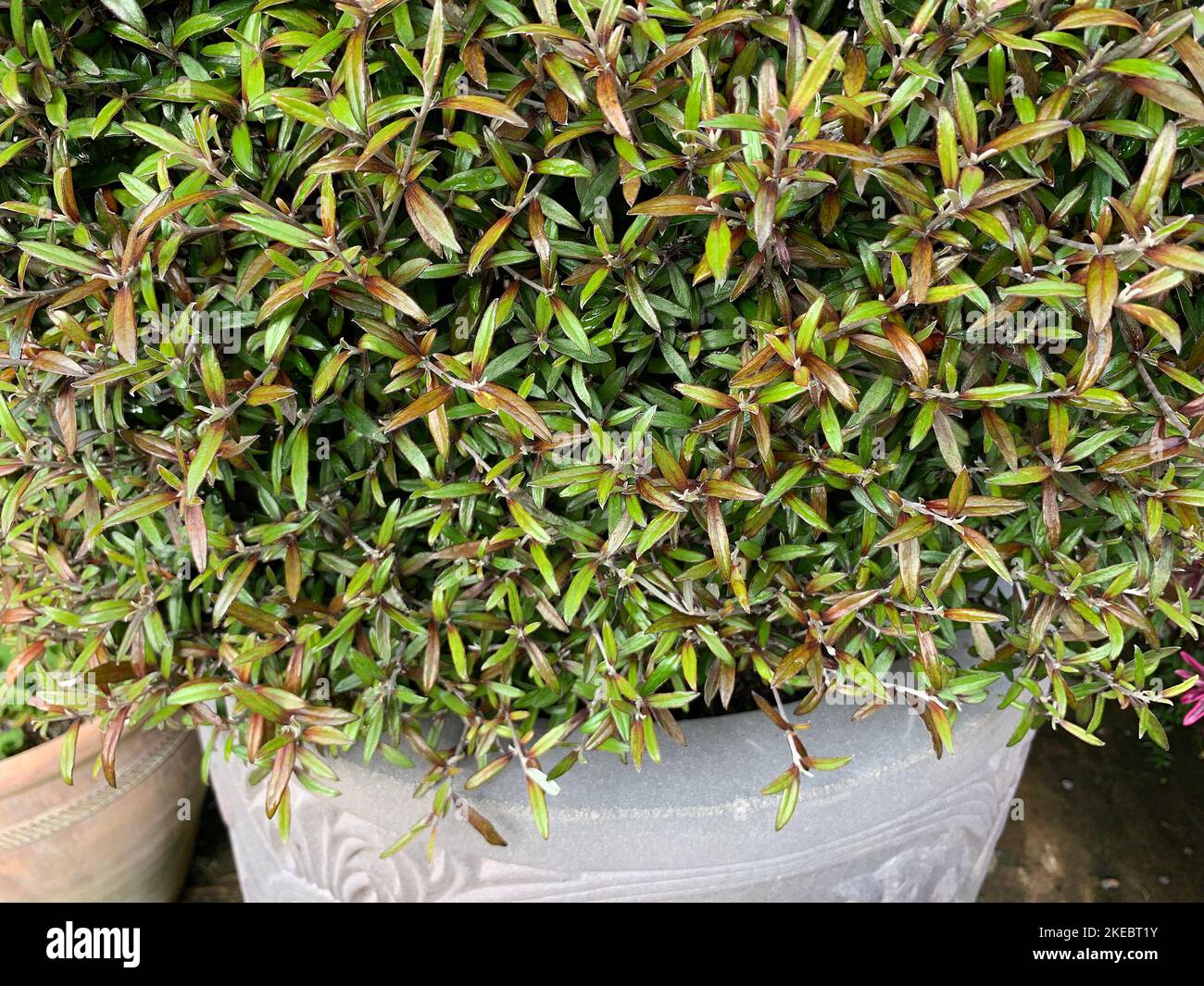 Close up of the variegated leaves of the perennial evergreen garden ...