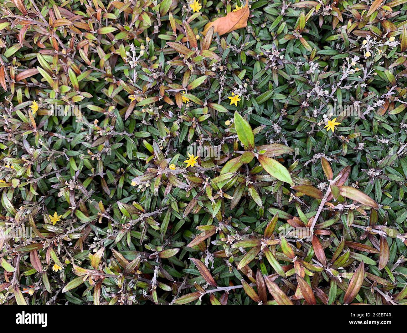 Illutsrative close up of the variegated leaves and yellow flowers of ...