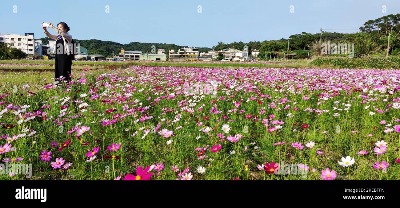 The Beautiful Taoyuan Luzhu flower sea, Taoyuan City, Taiwan Stock ...