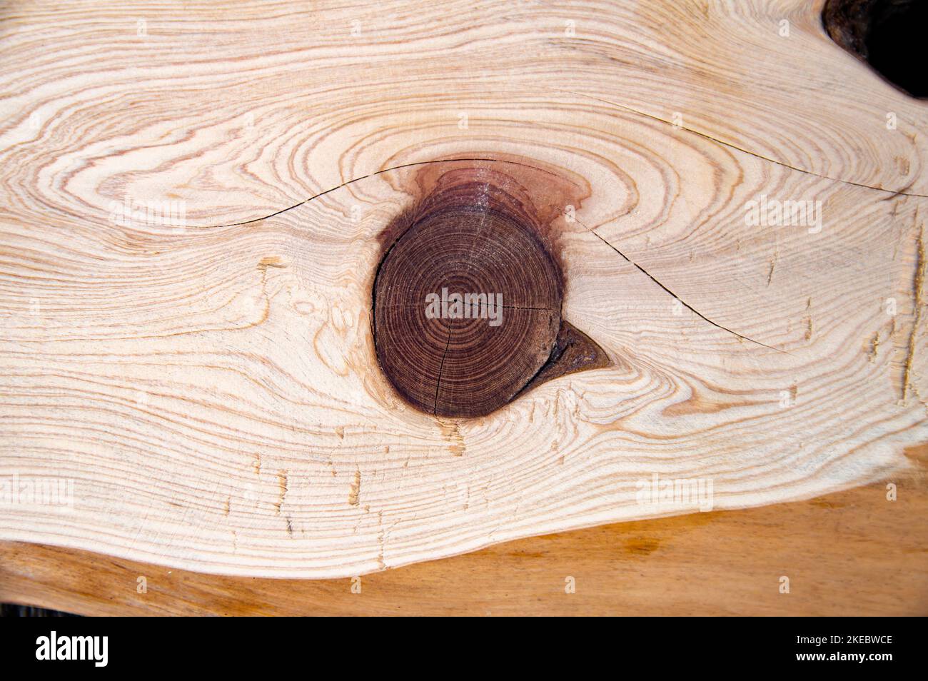 Texture of a longitudinal section of a tree trunk. Bough in the tree ...