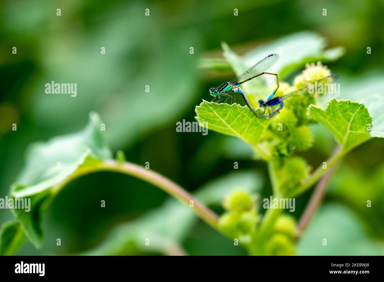 Two small dragonflies in an intense interaction on a leaf, picture from ...