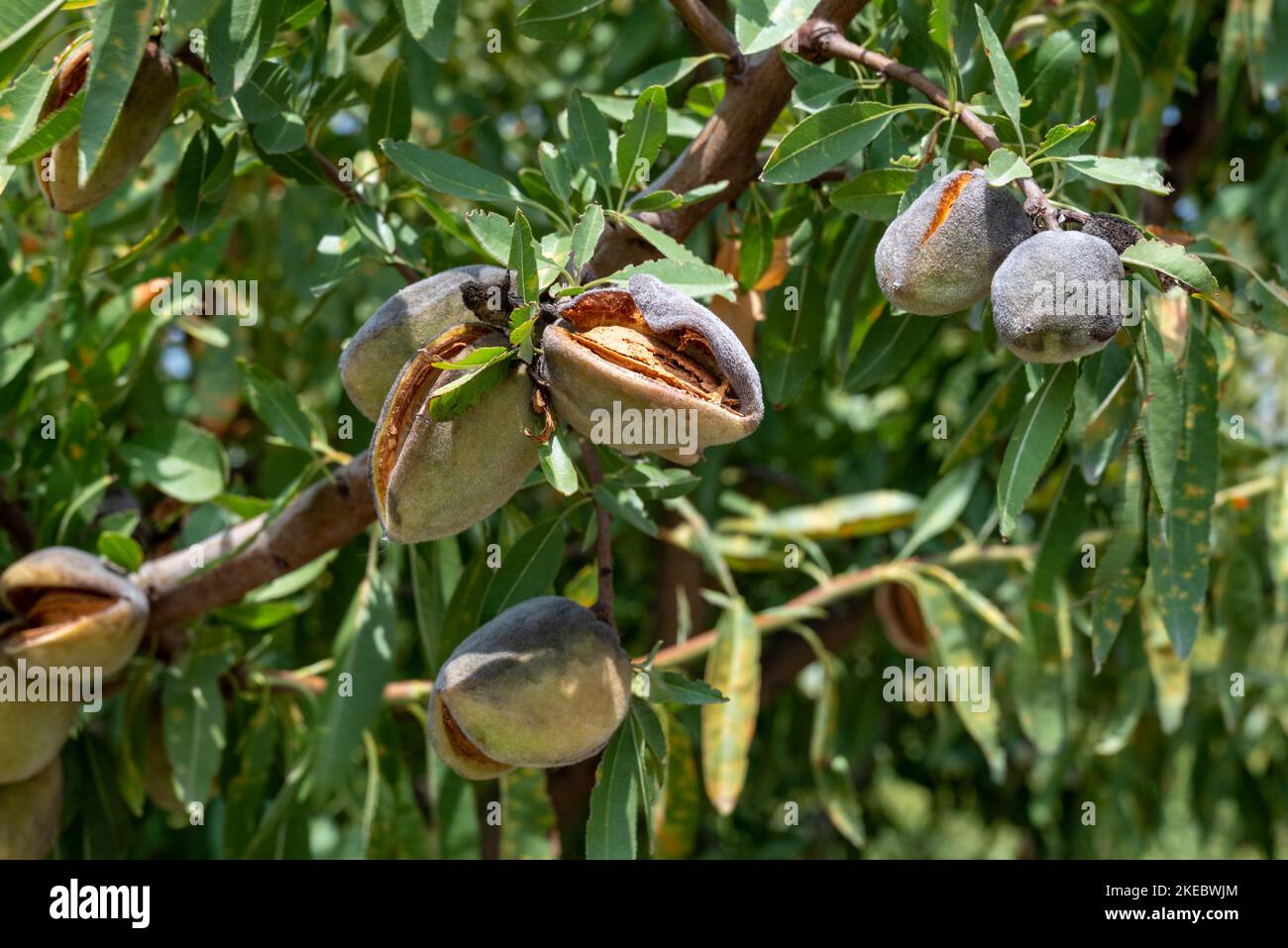 Closeup of almond fruits ready to harvest, picture from Nea Pella ...