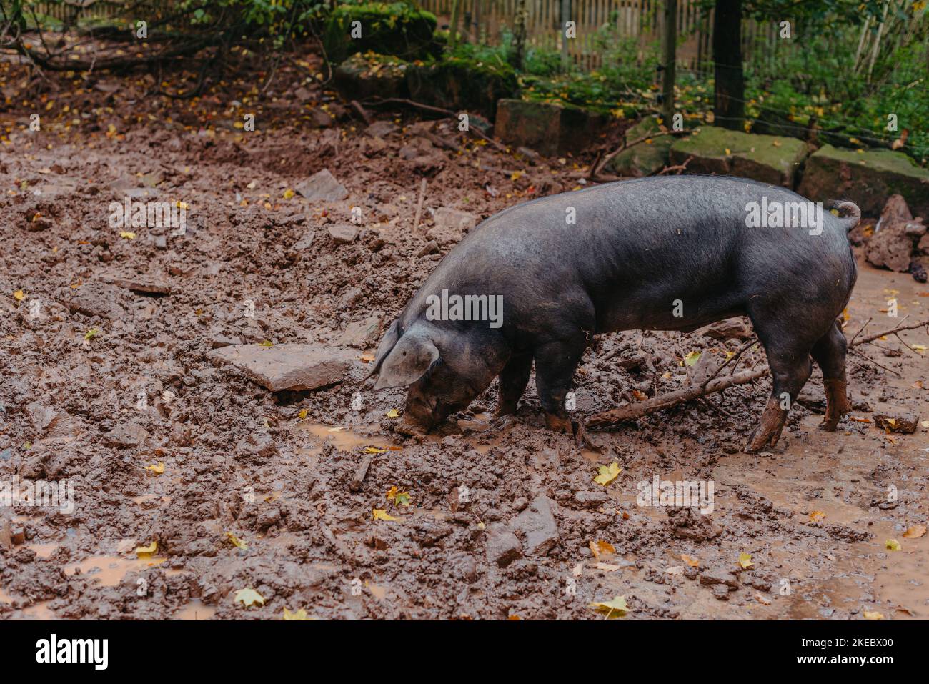 Pig In The Field, Organic Animal Husbandry. Single Pig Playing In The ...