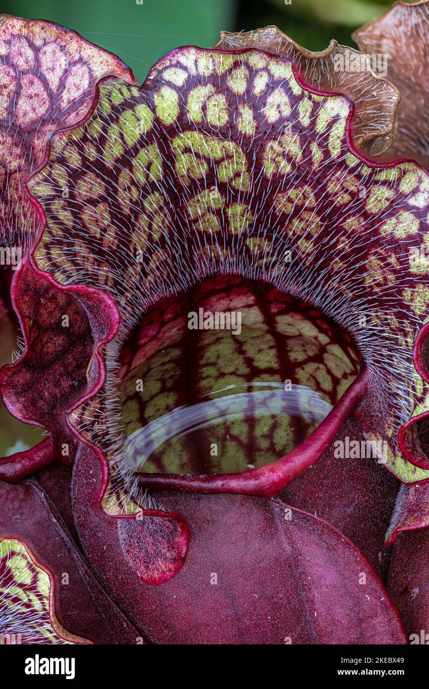 Northern or Purple Pitcher Plant (Sarracenia purpurea Stock Photo - Alamy