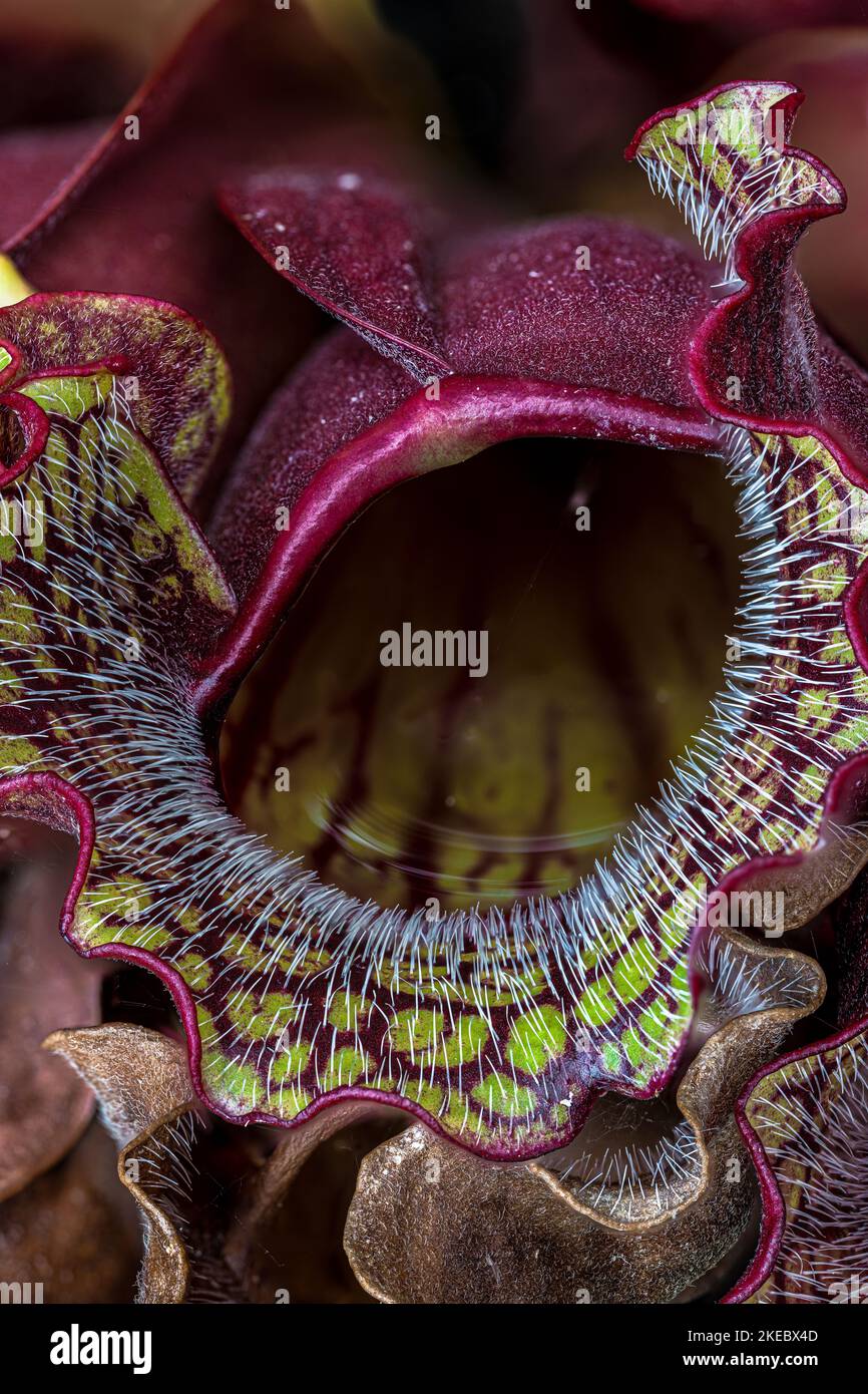Northern or Purple Pitcher Plant (Sarracenia purpurea Stock Photo - Alamy