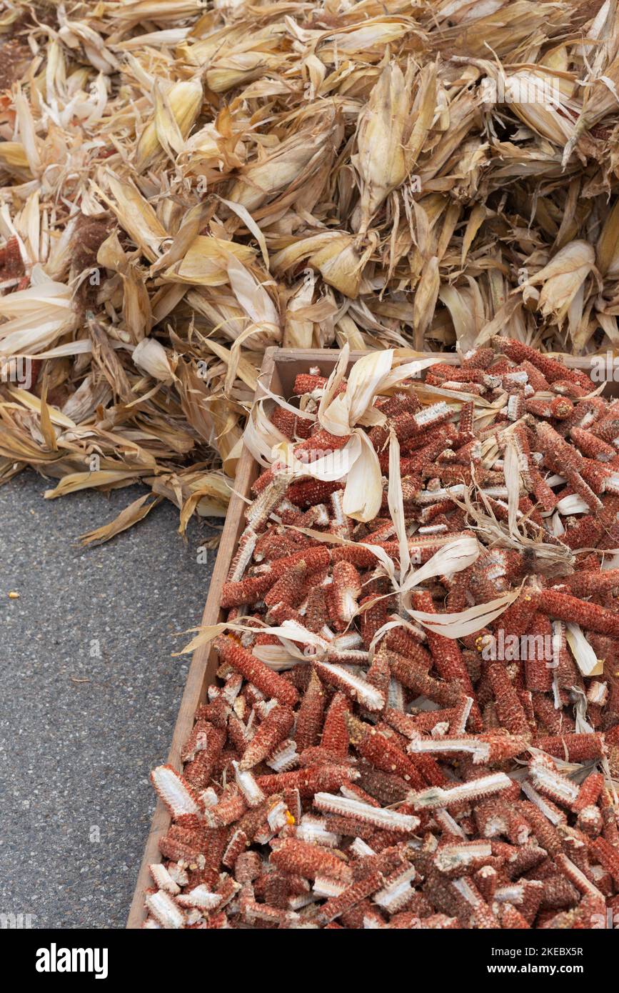 Discarded Corn or Maize Vegetable Leaves Stock Photo - Alamy