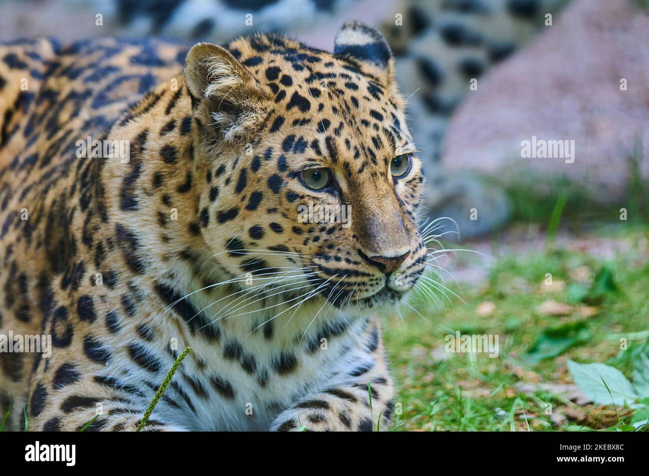 Amur leopard (Panthera pardus orientalis) captive Stock Photo - Alamy