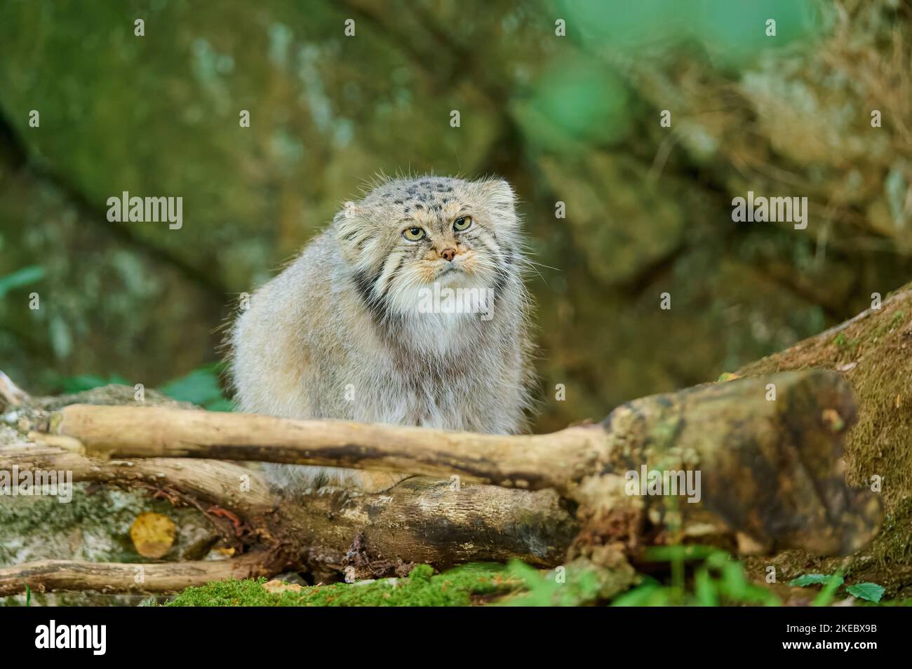 Pallas's cat (Otocolobus manul), captive Stock Photo - Alamy