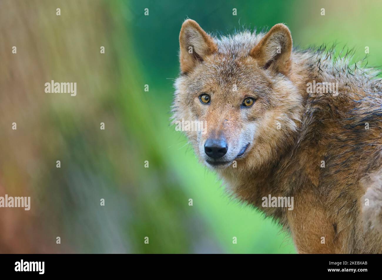 Wolf (Canis lupus), portrait, captive Stock Photo - Alamy